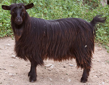 Sale: Silkys - Fainters