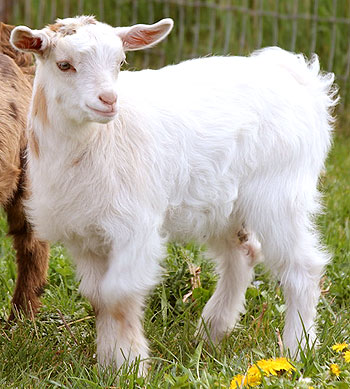 Sale: Silkys - Fainters