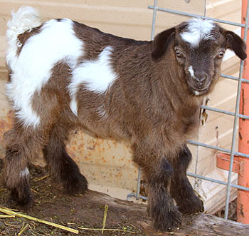 Sale: Silkys - Fainters