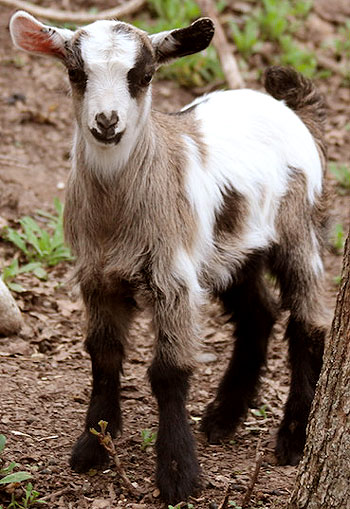 Sale: Silkys - Fainters