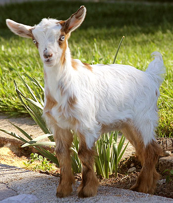 Sale: Silkys - Fainters