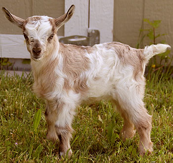 Sale: Silkys - Fainters