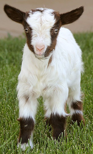 Sale: Silkys - Fainters