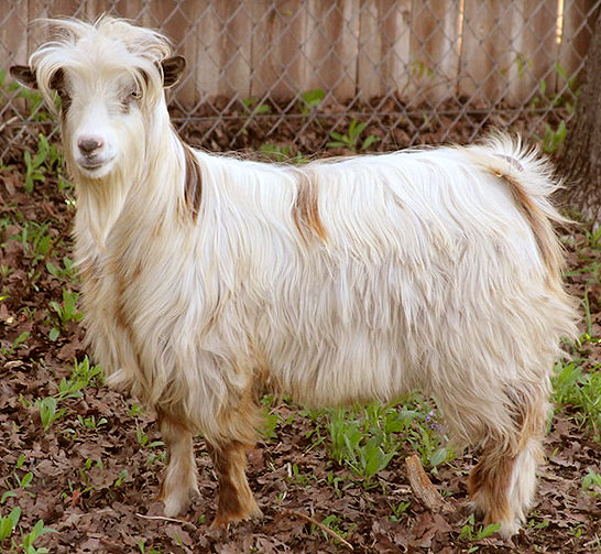 Sale: Silkys - Fainters