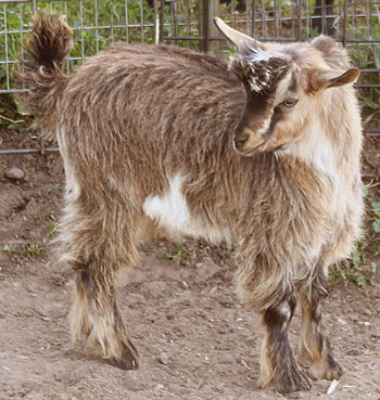 Sale: Silkys - Fainters