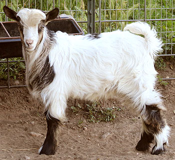 Sale: Silkys - Fainters