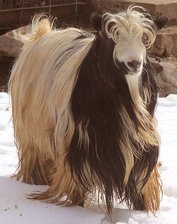 Sale: Silkys - Fainters