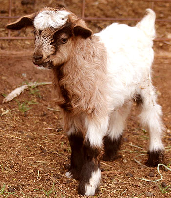 Sale: Silkys - Fainters