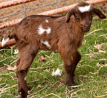 Sale: Silkys - Fainters