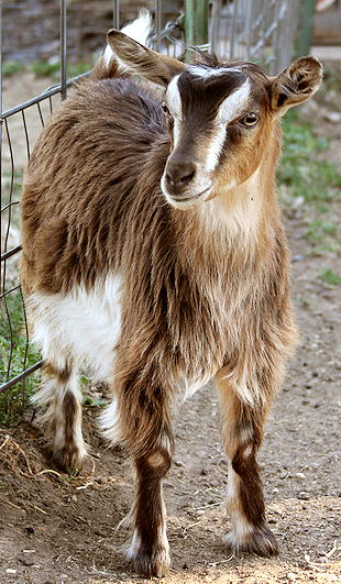 E30 Mini Silky Fainter Girl