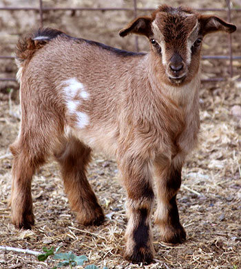 Sale: Silkys - Fainters