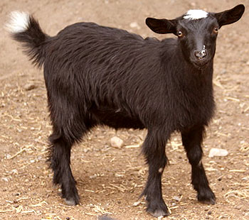 Mini Fainter Doeling "Joone"